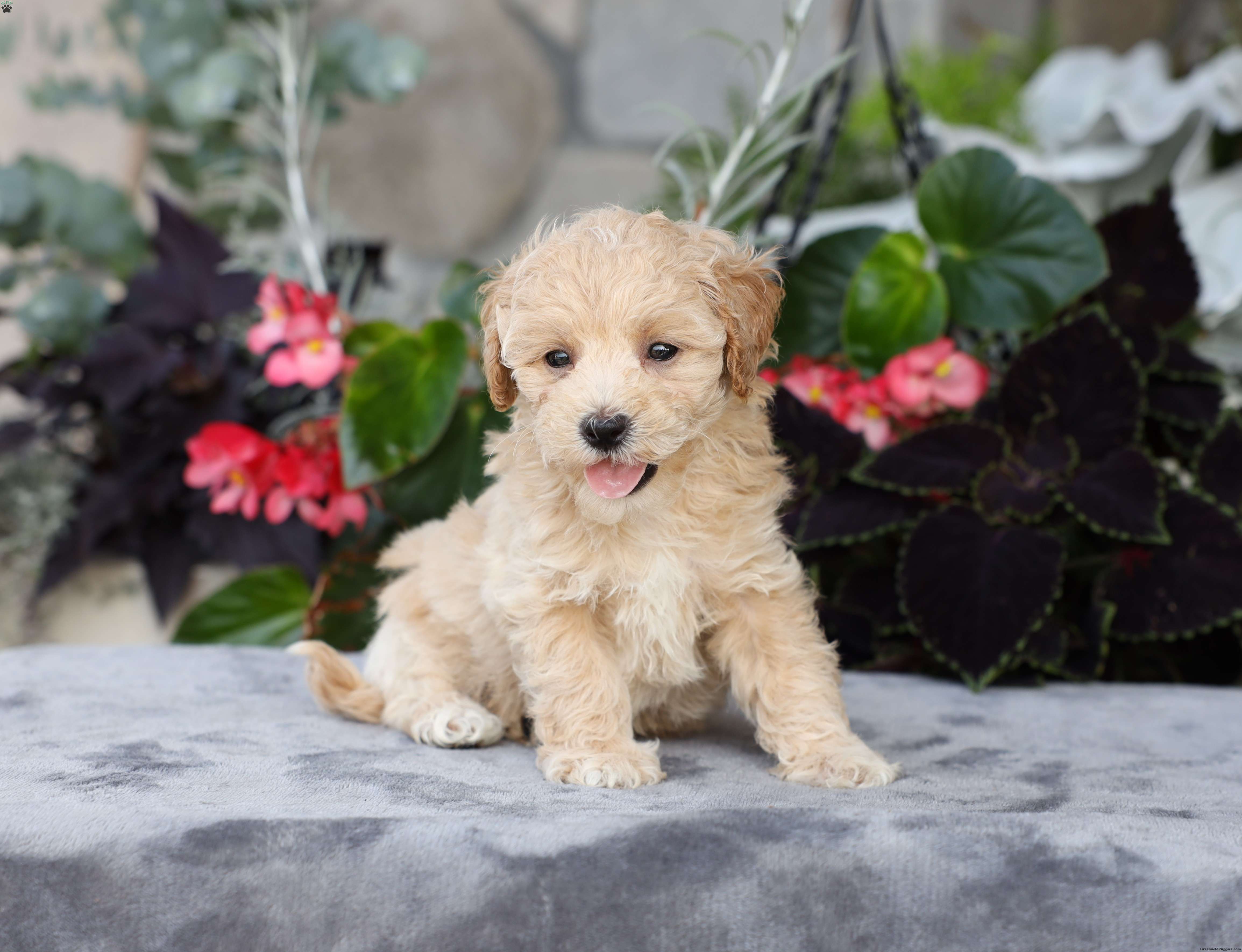 Cooper - Bich-Poo Puppy For Sale in Pennsylvania