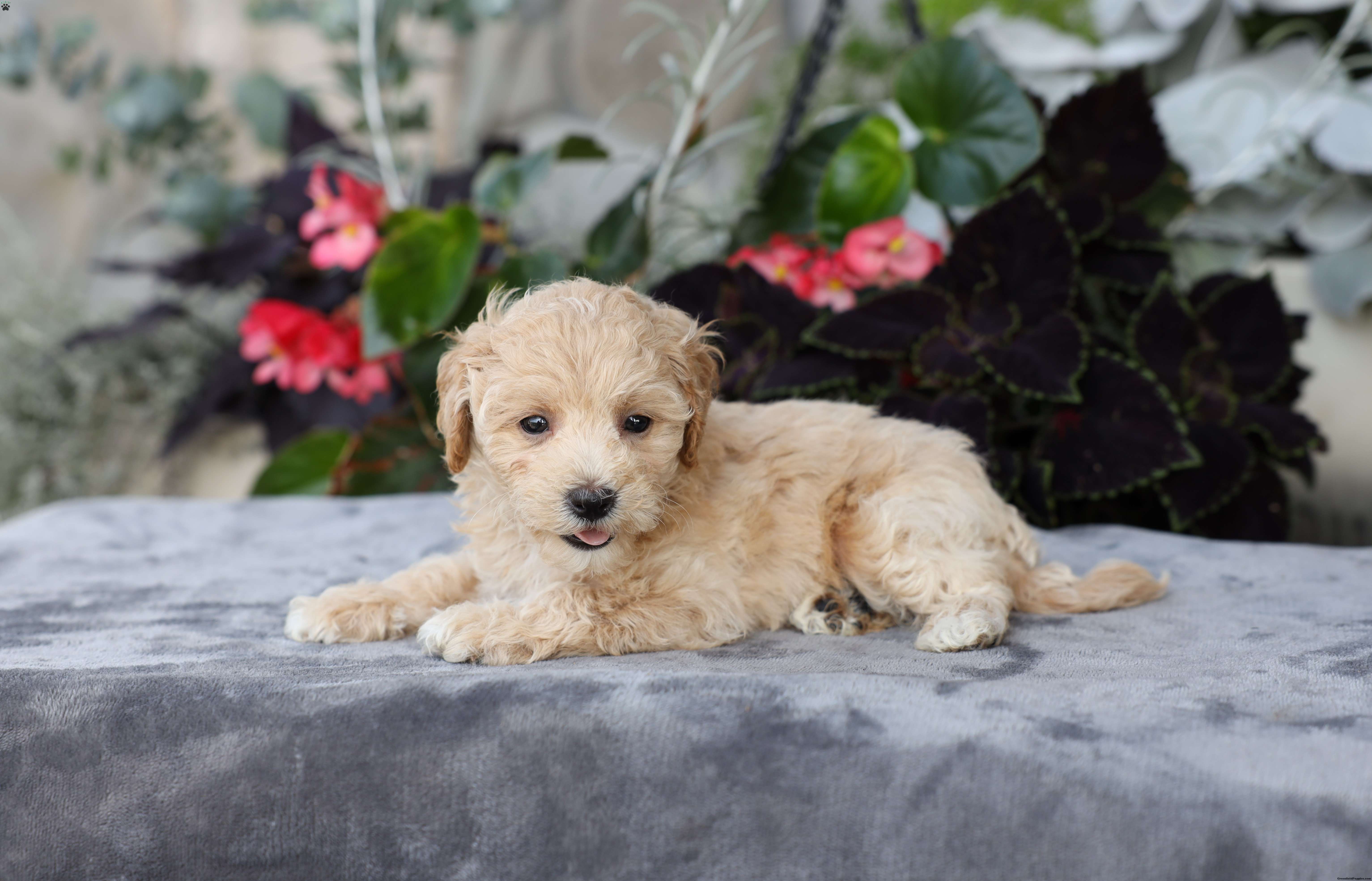Cooper - Bich-Poo Puppy For Sale in Pennsylvania
