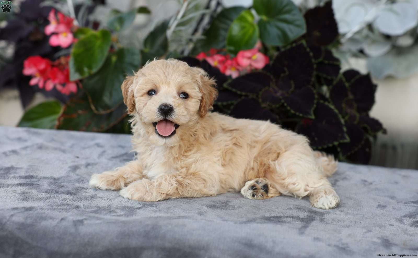 Cooper - Bich-Poo Puppy For Sale in Pennsylvania