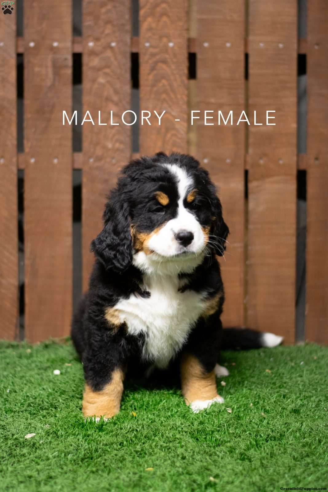 Mallory - Bernese Mountain Dog Puppy For Sale in Ohio