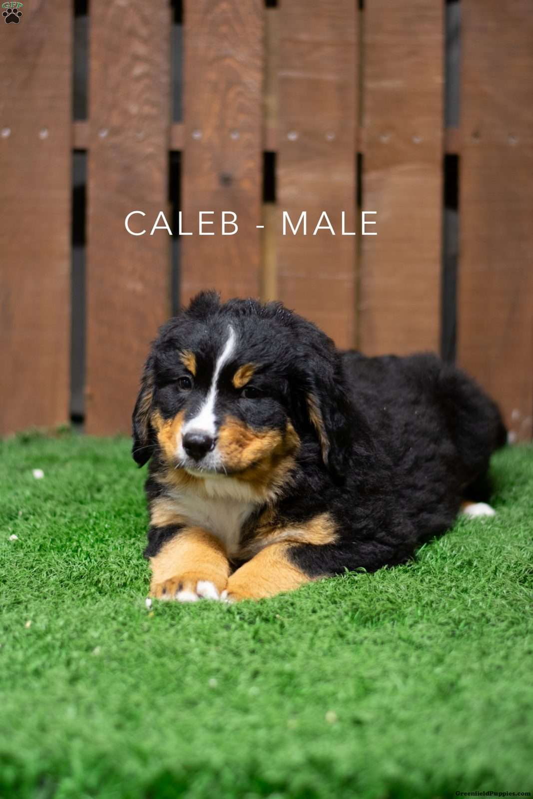 Caleb - Bernese Mountain Dog Puppy For Sale in Ohio