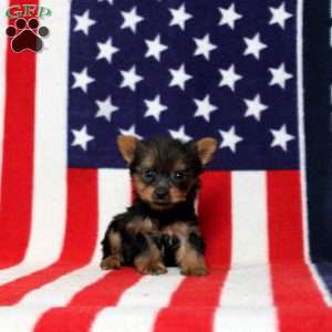 Yorkshire Terrier Puppies for Sale - Greenfield Puppies