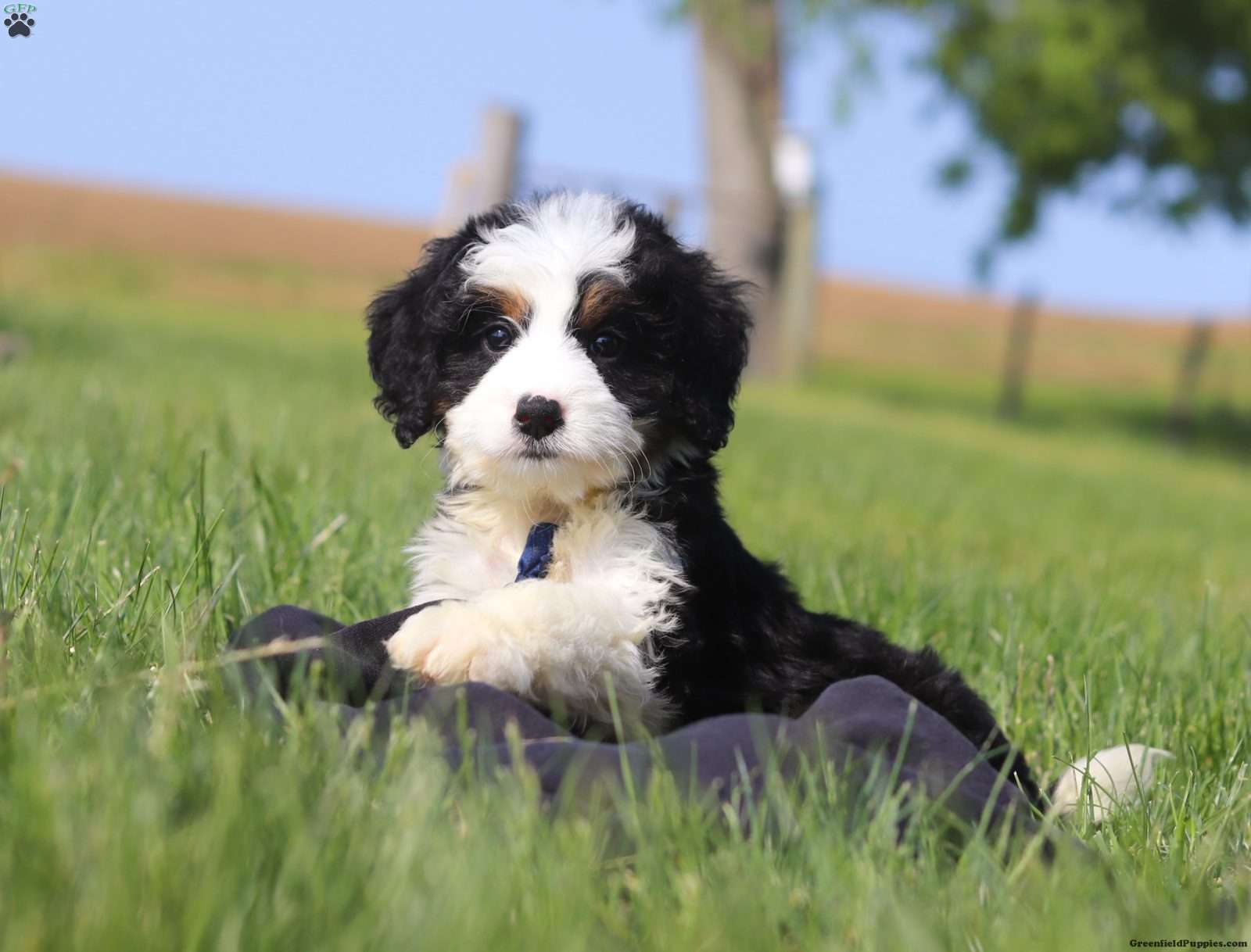 Duke - Mini Bernedoodle Puppy For Sale in Ohio