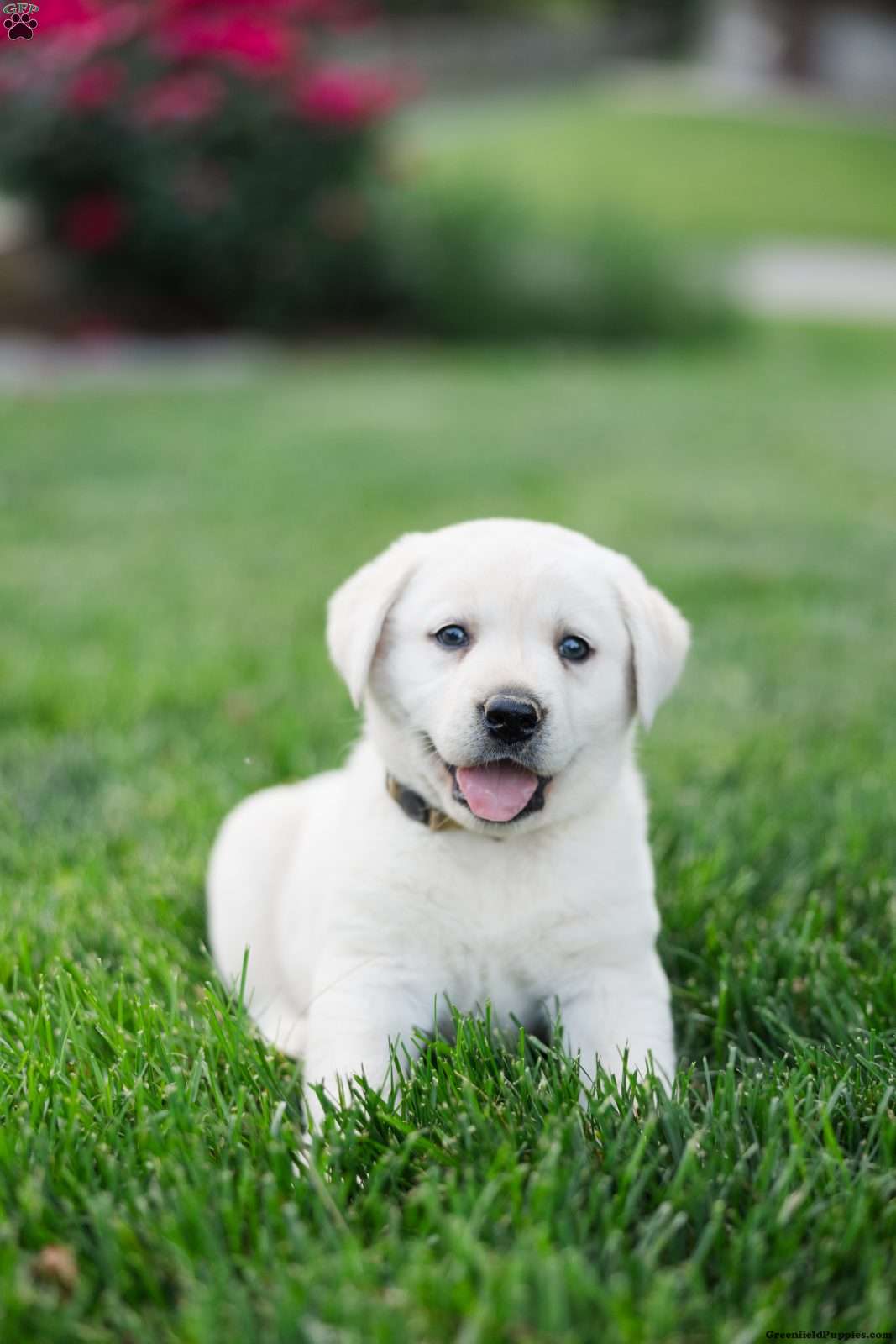 Sandy - Yellow Labrador Retriever Puppy For Sale in Pennsylvania