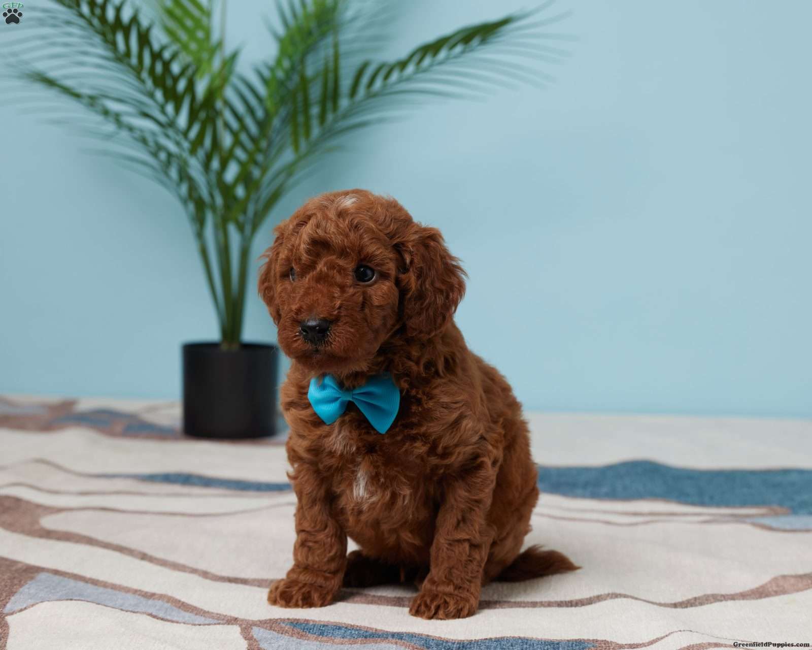 Enzo - Miniature Poodle Puppy For Sale in Ohio