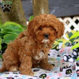 Cavapoo Puppies For Sale - Greenfield Puppies