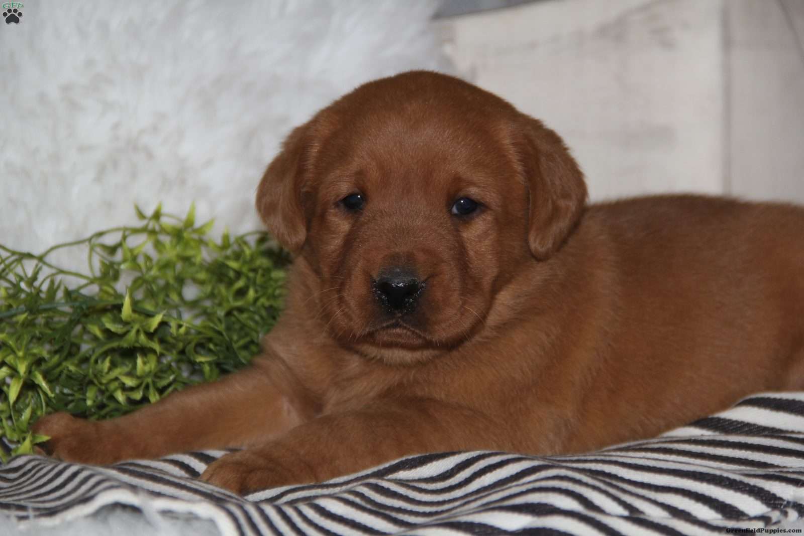 Ginger - Fox Red Labrador Retriever Puppy For Sale in Pennsylvania