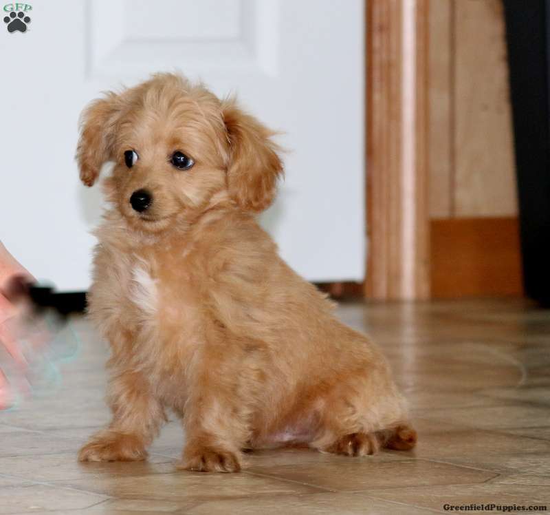 Hero - Cockapoo Puppy For Sale in Pennsylvania