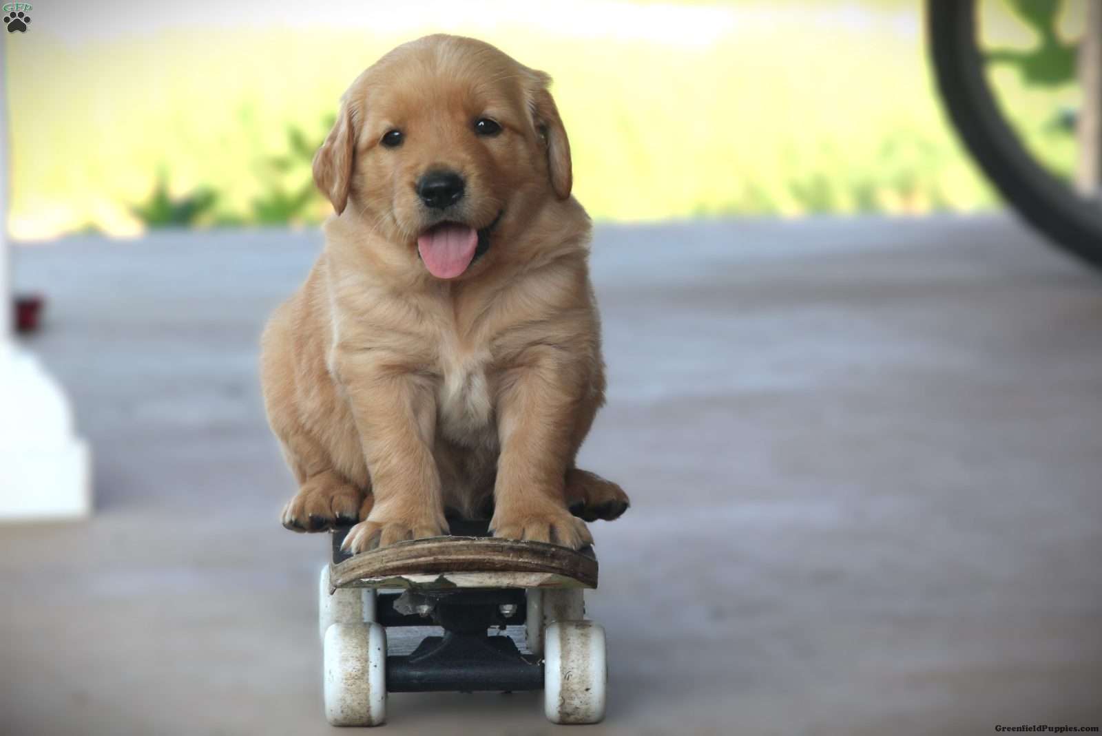 Hunter - Golden Retriever Puppy For Sale in Pennsylvania