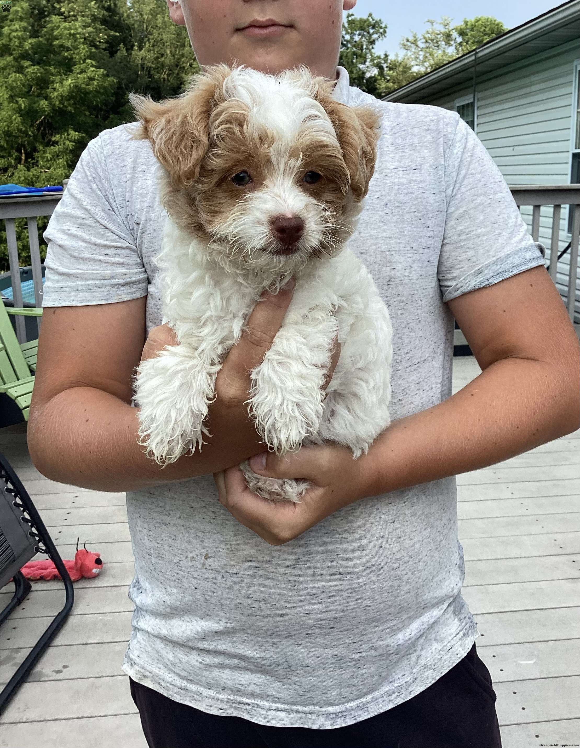 Jake - Havapoo Puppy For Sale in Ohio