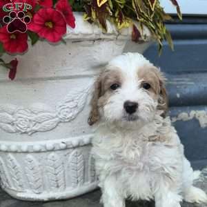 Cockapoo Puppies for Sale - Greenfield Puppies