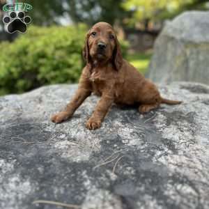 Irish Setter Puppies For Sale - Greenfield Puppies