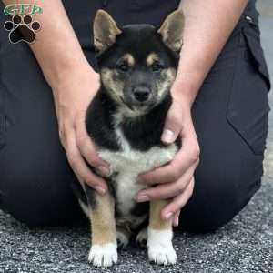 Shiba Inu Puppies For Sale | Greenfield Puppies