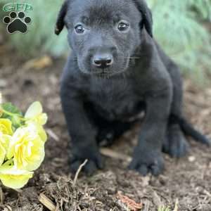New Arrivals | See New Puppies | Greenfield Puppies