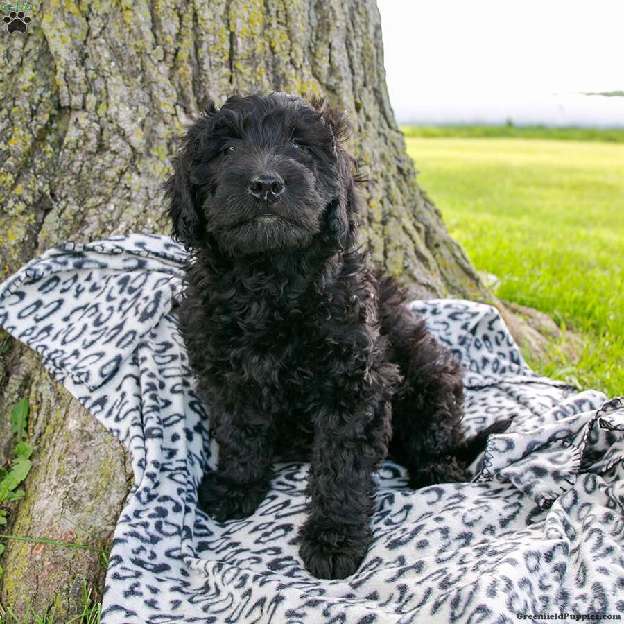 Jackson - Mini Goldendoodle Puppy For Sale in New York