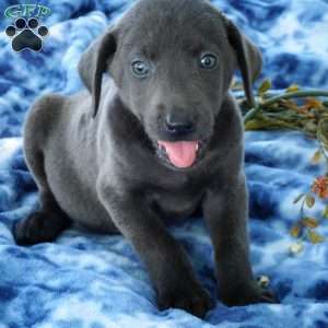 Elizabeth Beiler - Greenfield Puppies