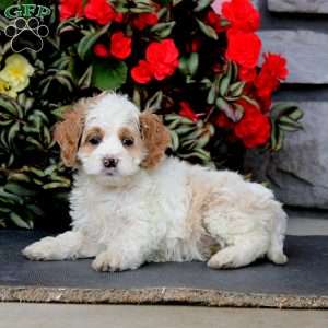 Elam & Linda Stoltzfus - Greenfield Puppies