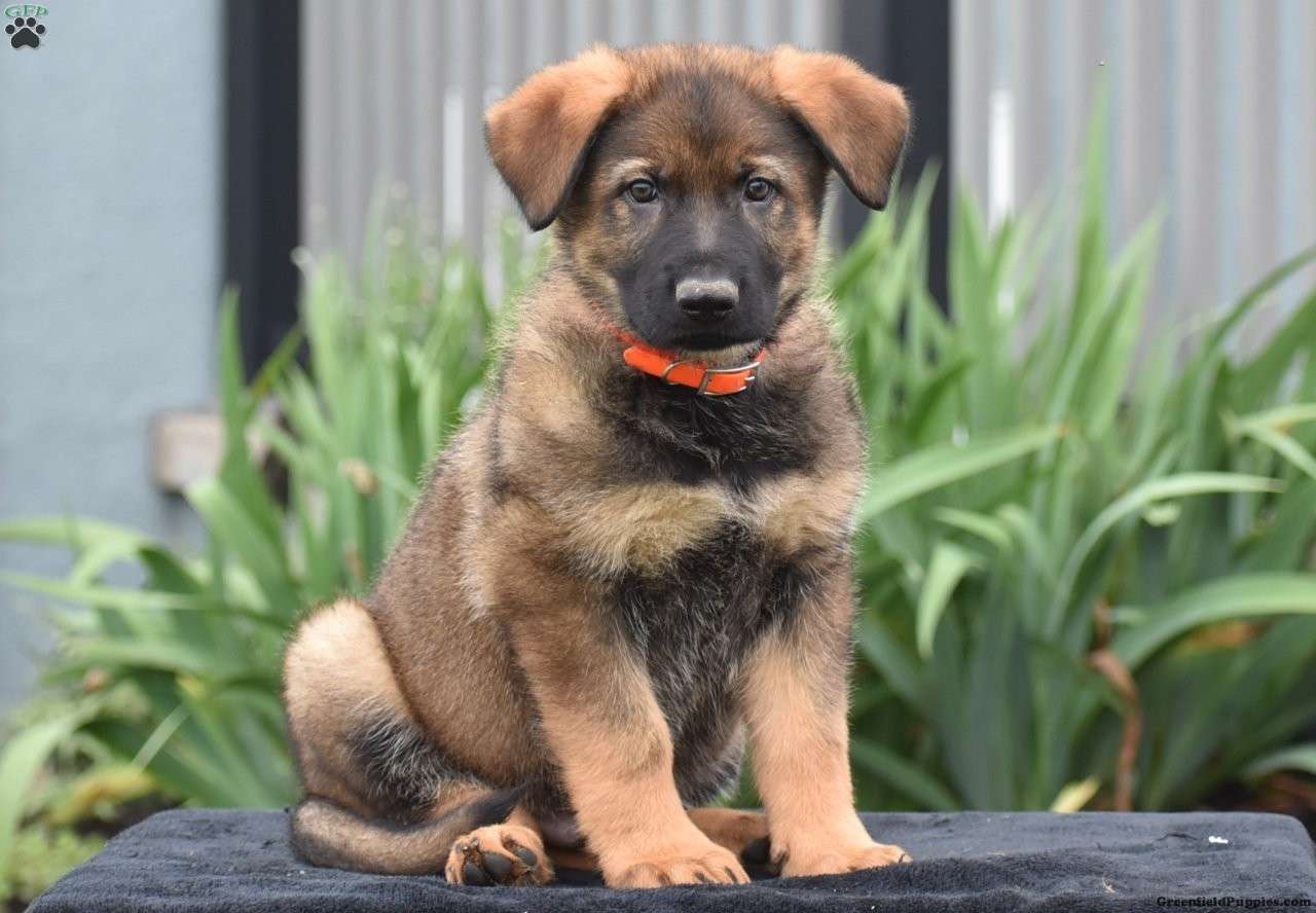 Mason - German Shepherd Puppy For Sale in Pennsylvania