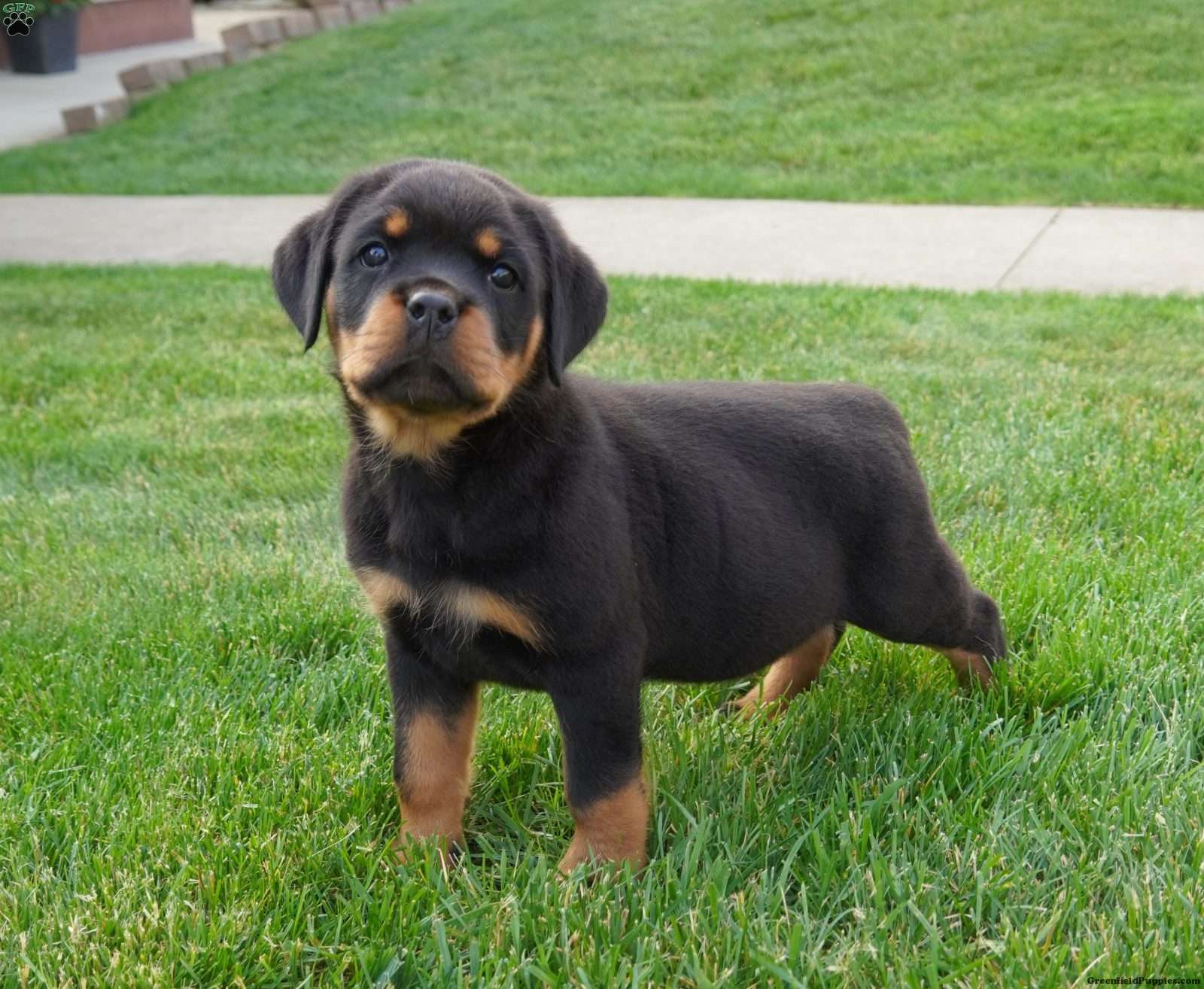 Axel - Rottweiler Puppy For Sale in Ohio