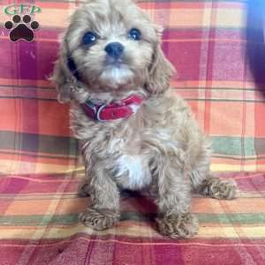 Anna Mary Zook - Greenfield Puppies