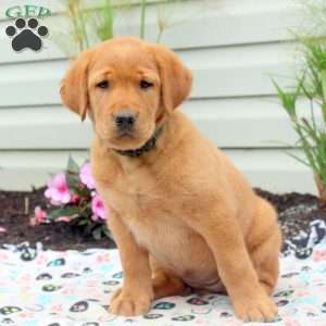 Golden Labrador Puppies For Sale | Greenfield Puppies