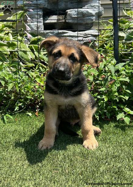 Underdog - German Shepherd Puppy For Sale in Pennsylvania