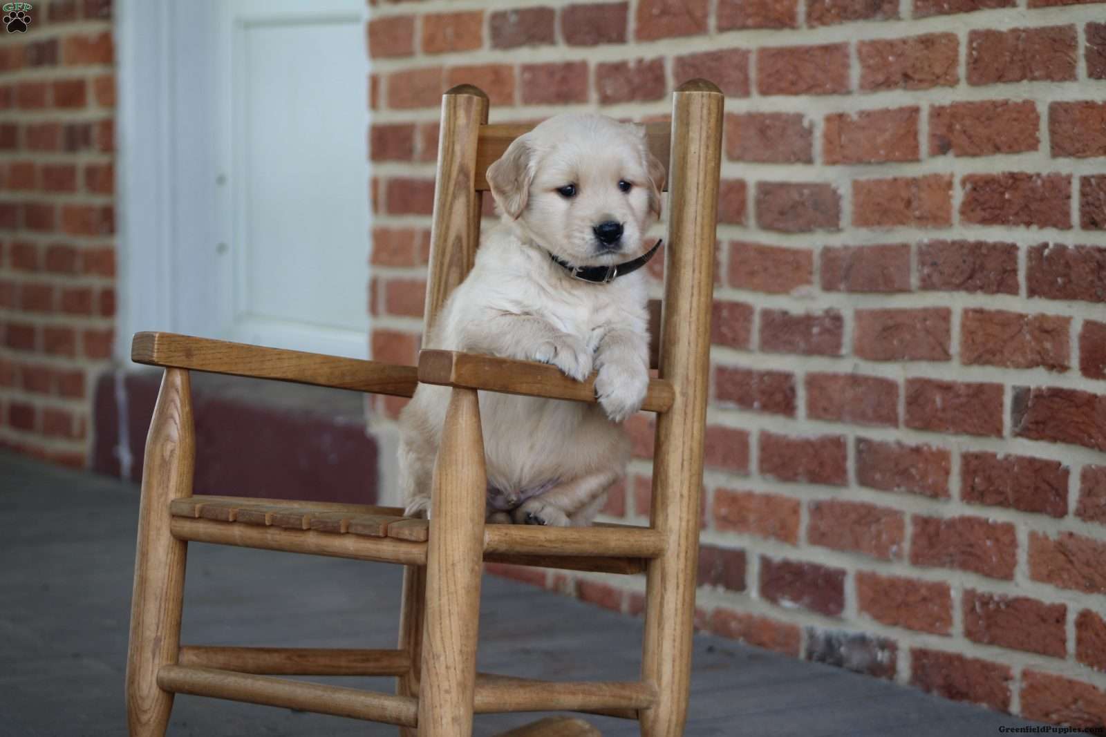 Trace - Golden Retriever Puppy For Sale in Pennsylvania