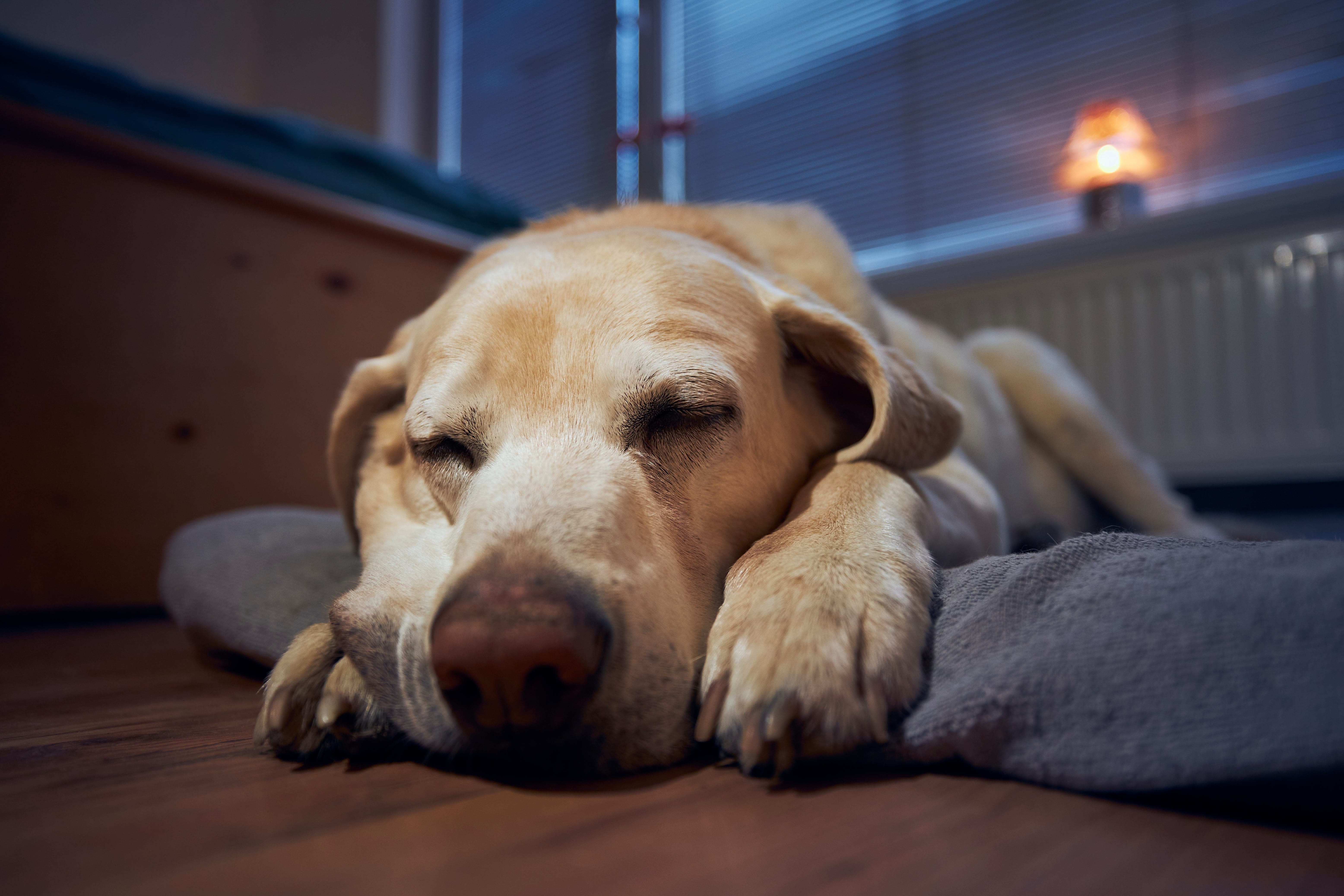 How to Calm a Restless Dog at Night - Greenfield Puppies