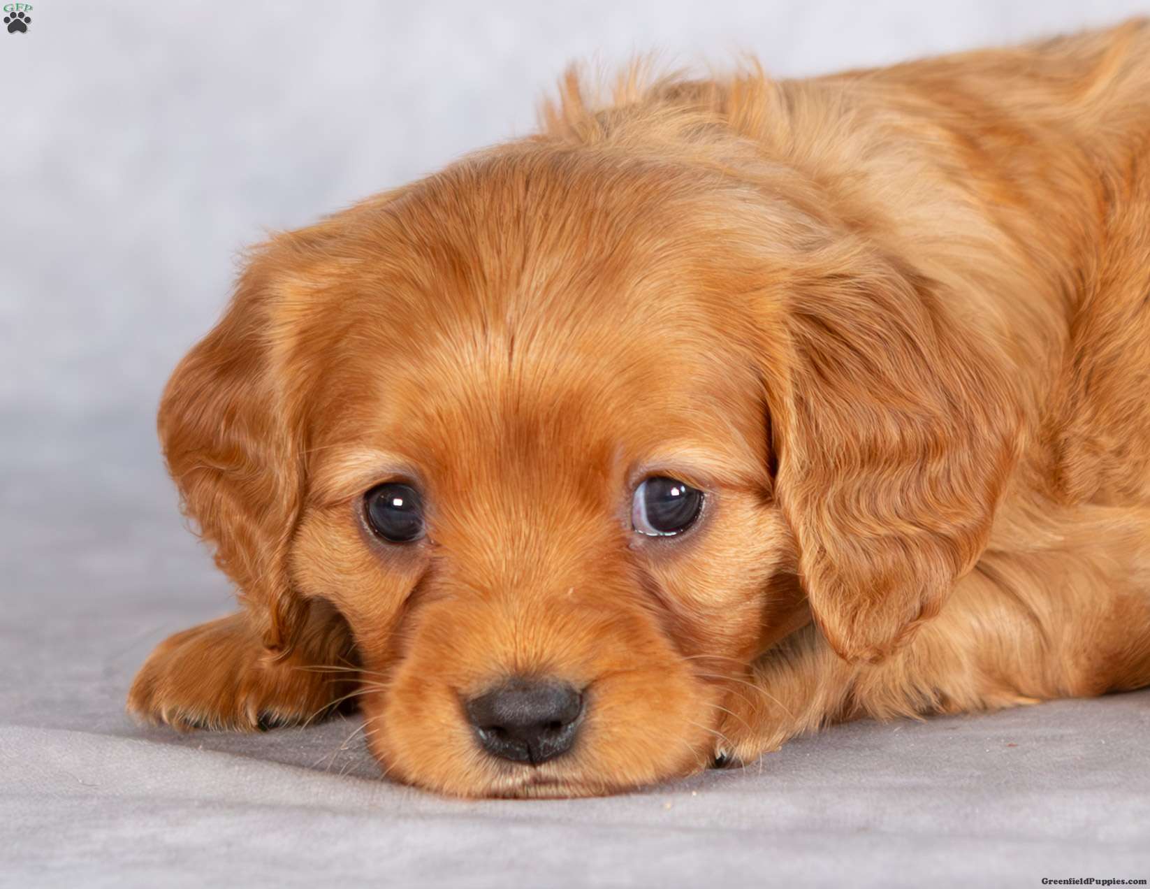 Scout - Miniature Golden Retriever Puppy For Sale in Pennsylvania