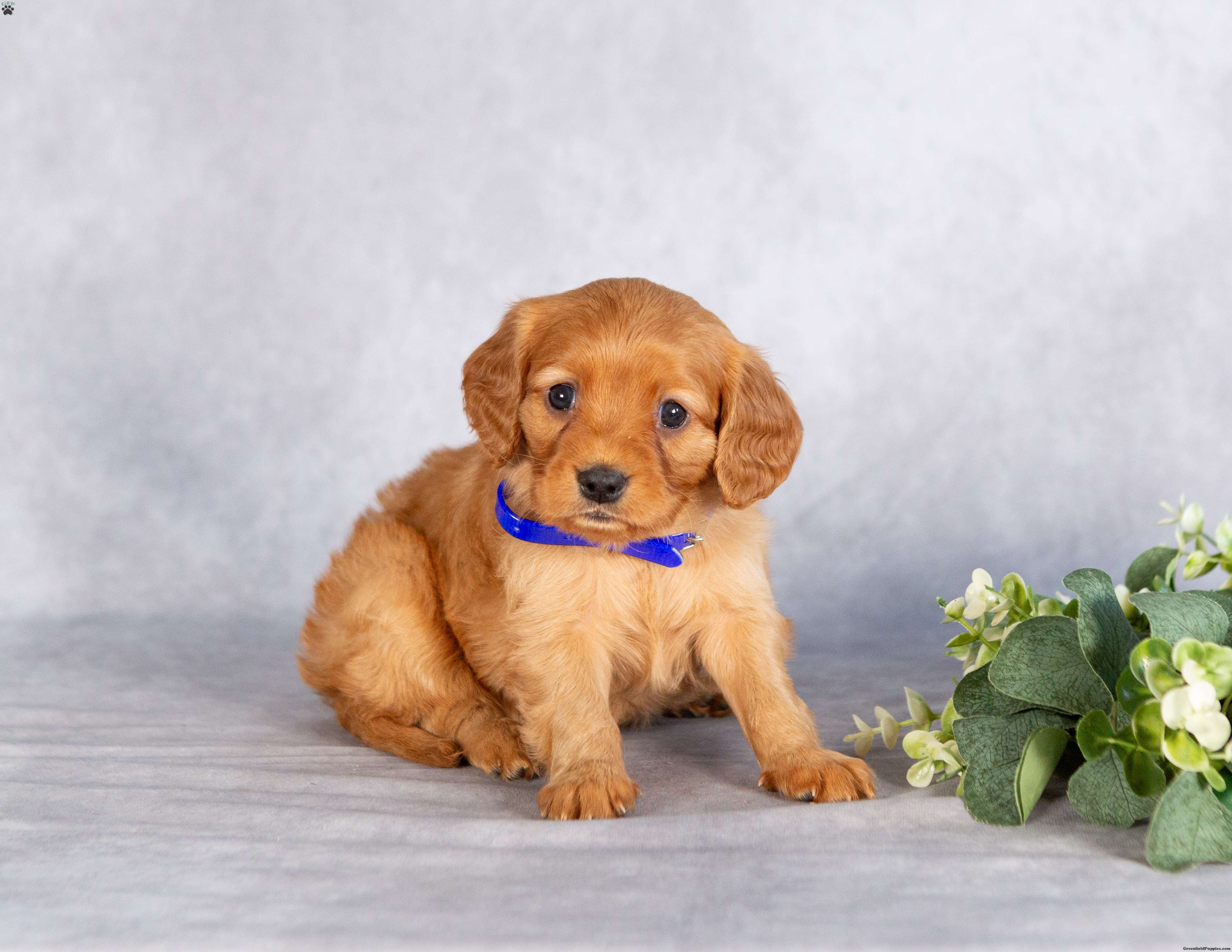Scout - Miniature Golden Retriever Puppy For Sale in Pennsylvania