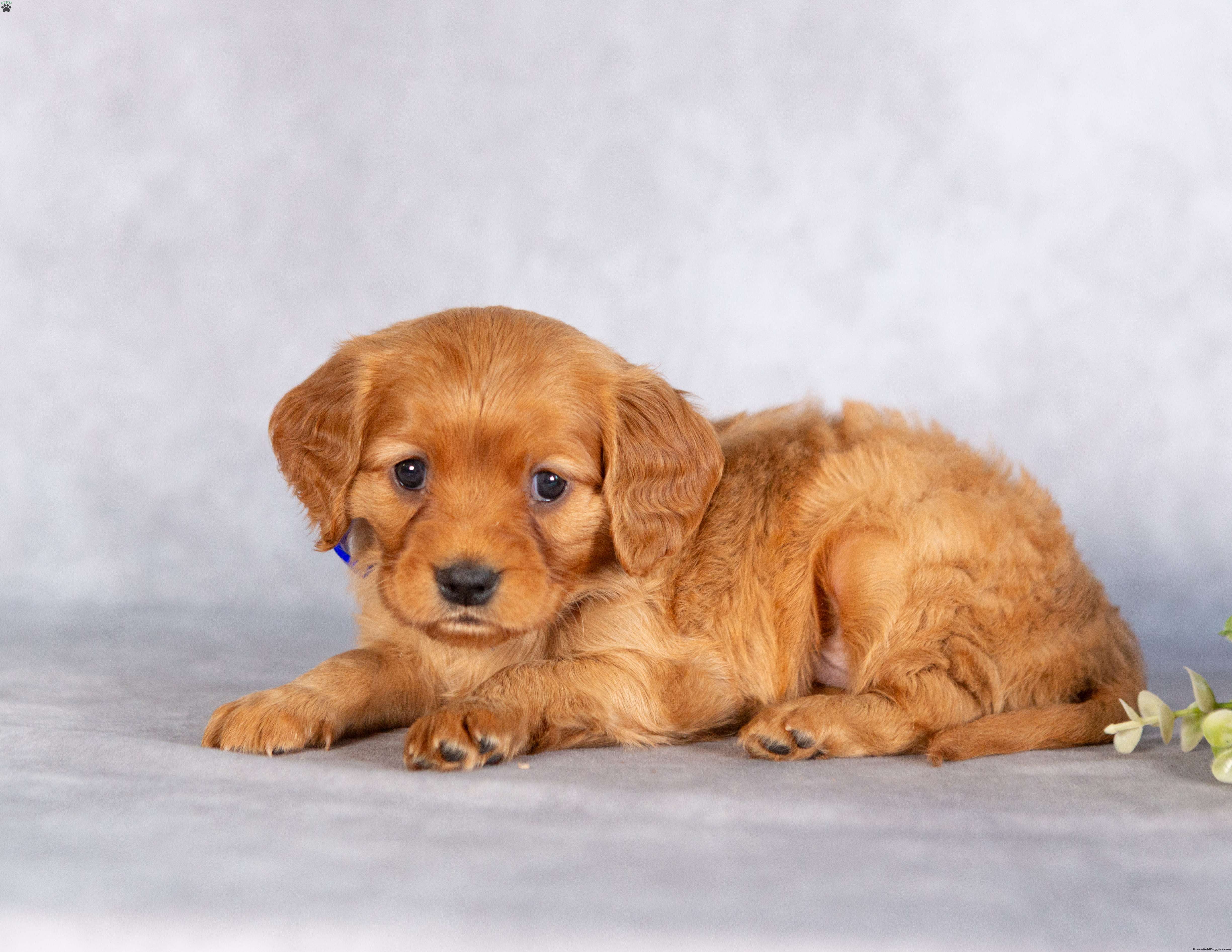 Scout - Miniature Golden Retriever Puppy For Sale in Pennsylvania