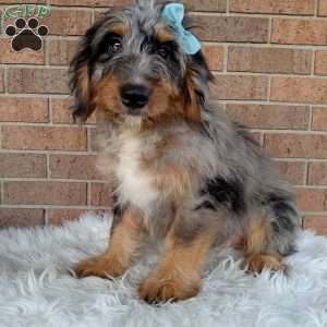 Matt Shetler - Greenfield Puppies