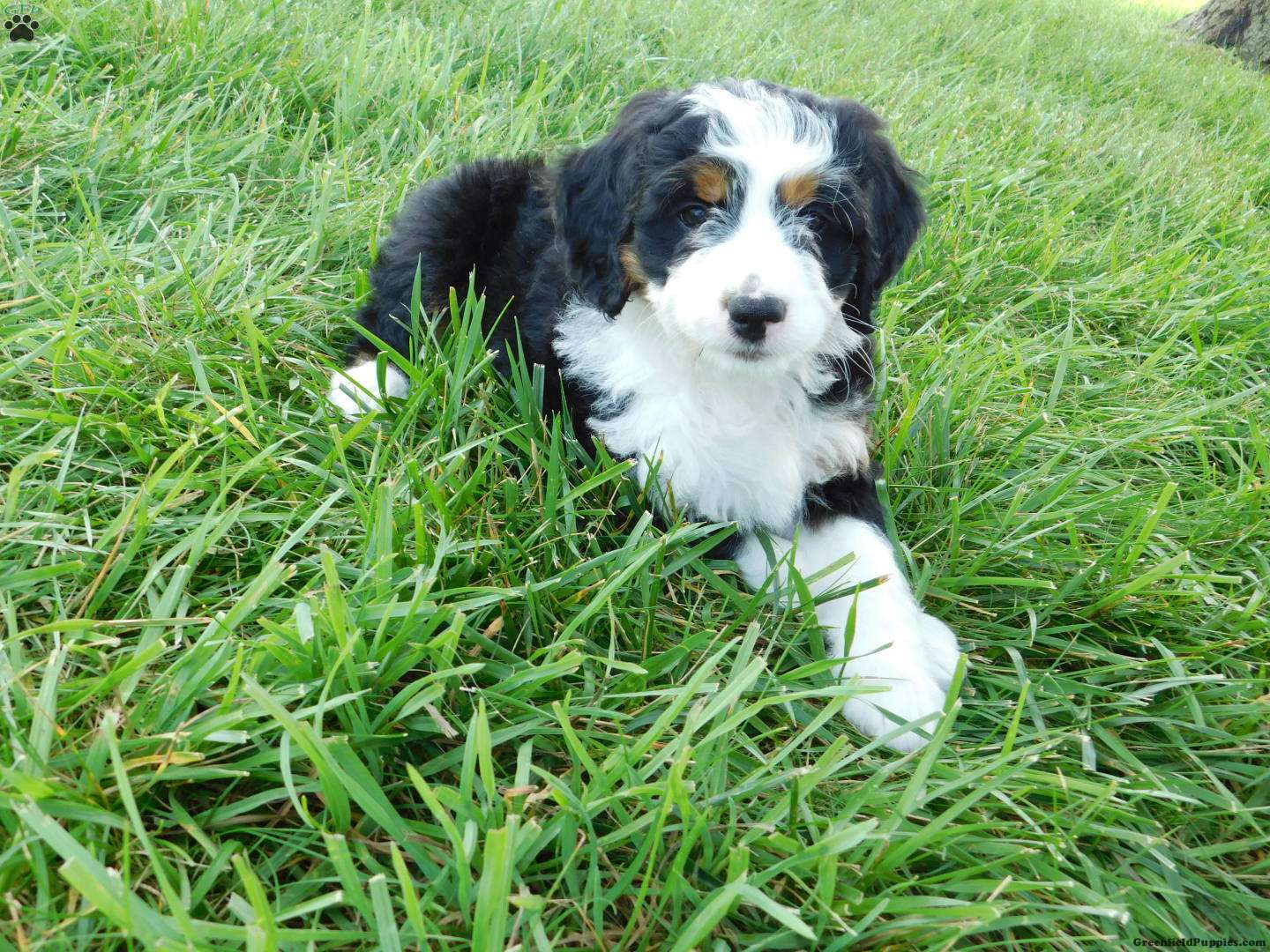 Daisy - Mini Bernedoodle Puppy For Sale in Ohio