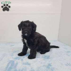 Jack-A-Poo Puppies For Sale - Greenfield Puppies