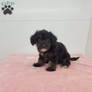 Jack-A-Poo Puppies For Sale - Greenfield Puppies