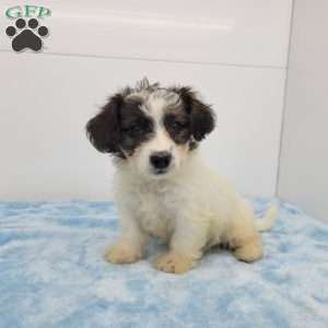 Jack-A-Poo Puppies For Sale - Greenfield Puppies