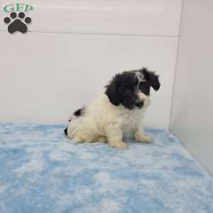 Jack-A-Poo Puppies For Sale - Greenfield Puppies