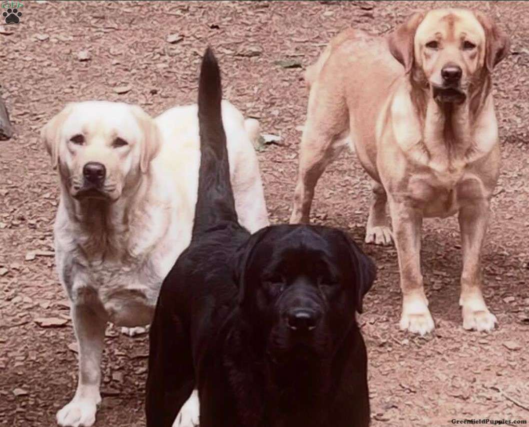Dash - Black Labrador Retriever Puppy For Sale in Pennsylvania