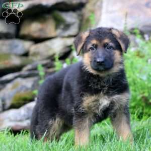 Champion Breeds | Puppies of Champions | Greenfield Puppies