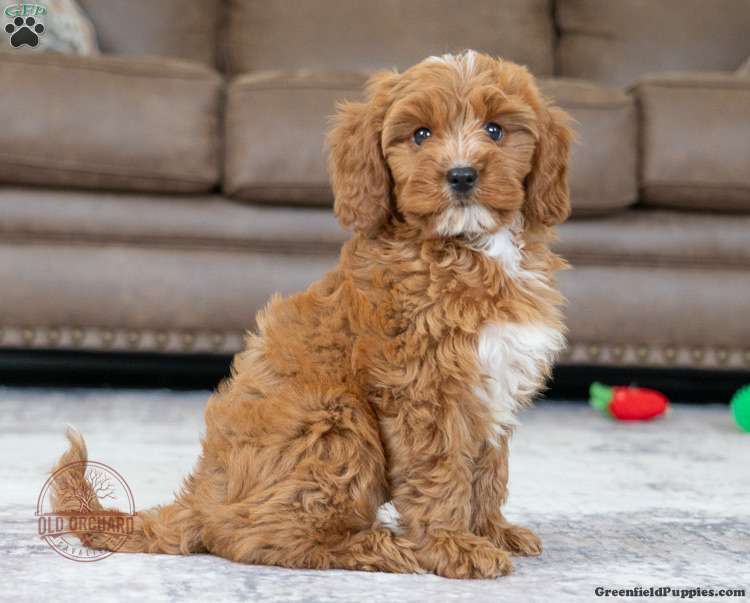 Charlie - Cavapoo Puppy For Sale in Ohio