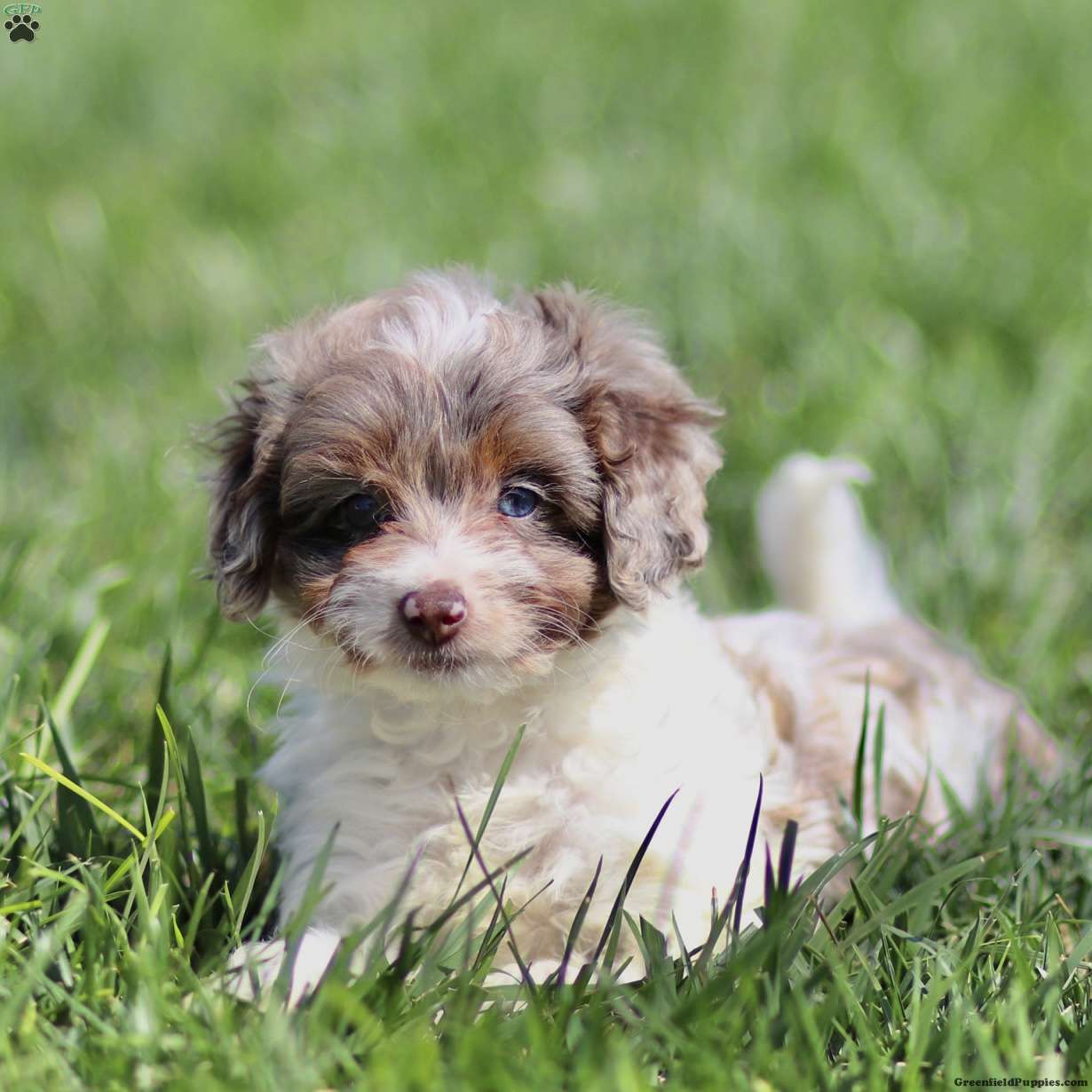Logan - Cavapoo Puppy For Sale in Pennsylvania