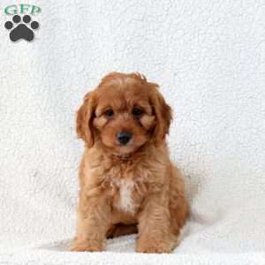Cavapoo Puppies For Sale - Greenfield Puppies