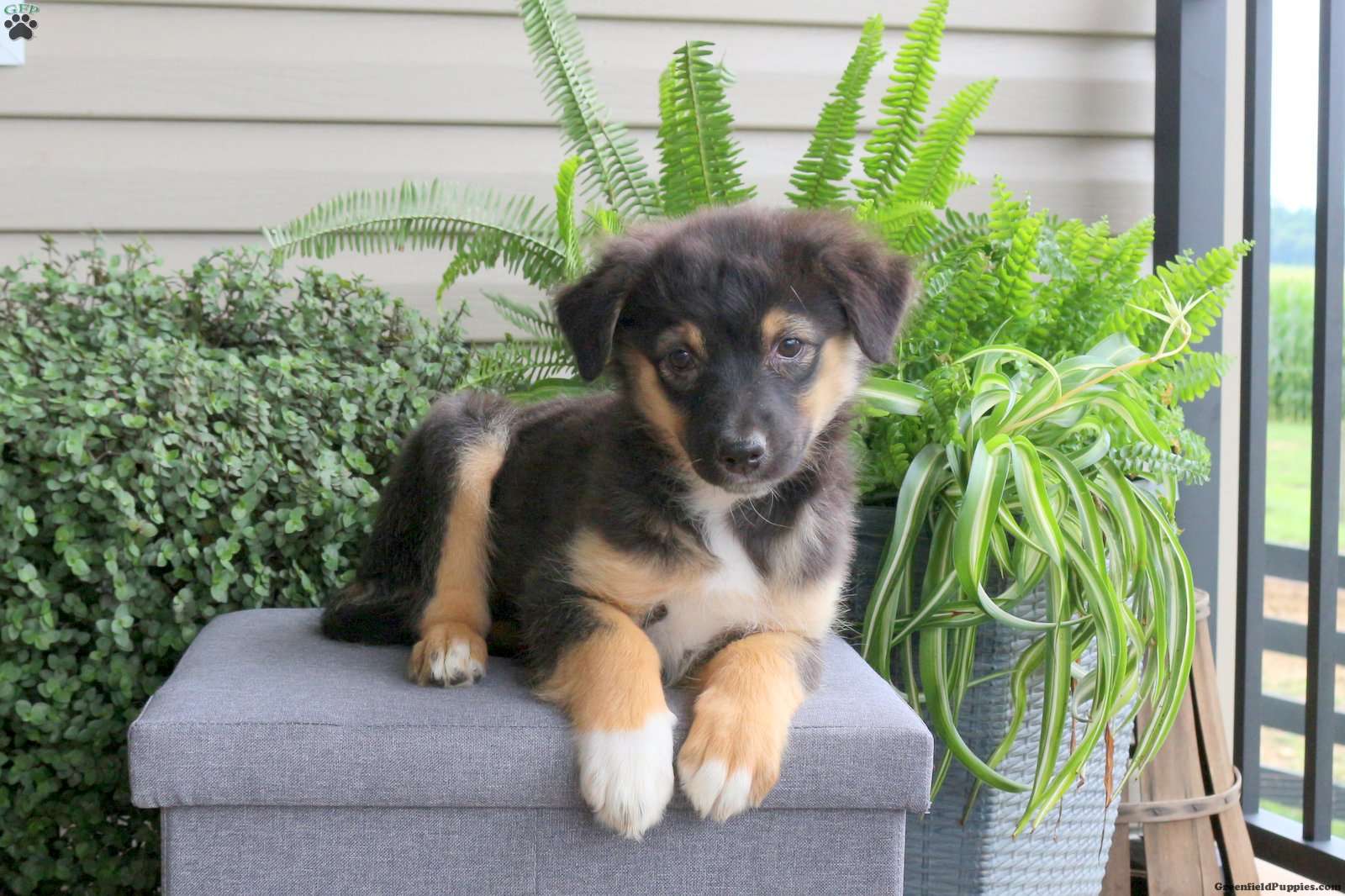 Daisy - Australian Shepherd Puppy For Sale in Pennsylvania