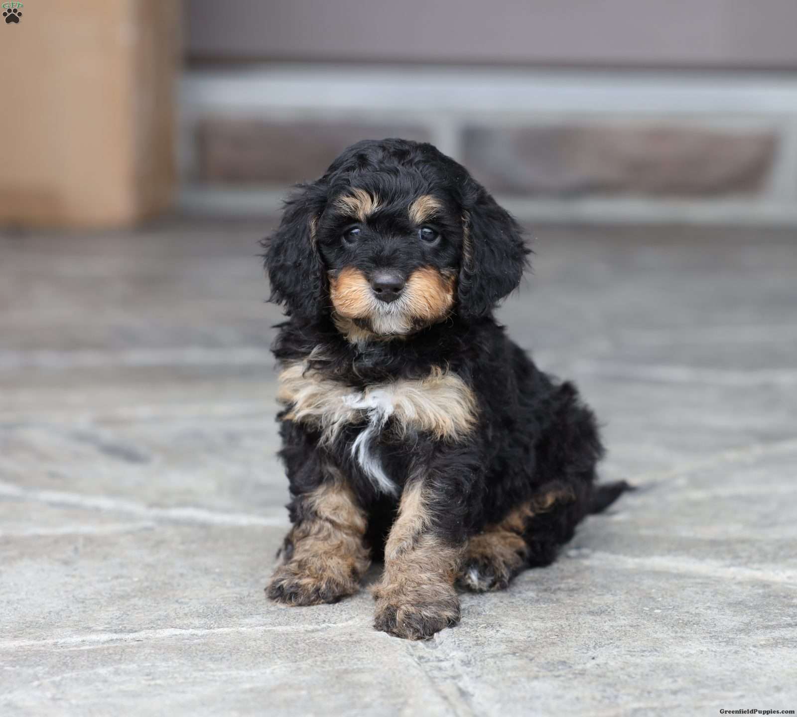 Dax (F1 B) - Cavapoo Puppy For Sale in Pennsylvania