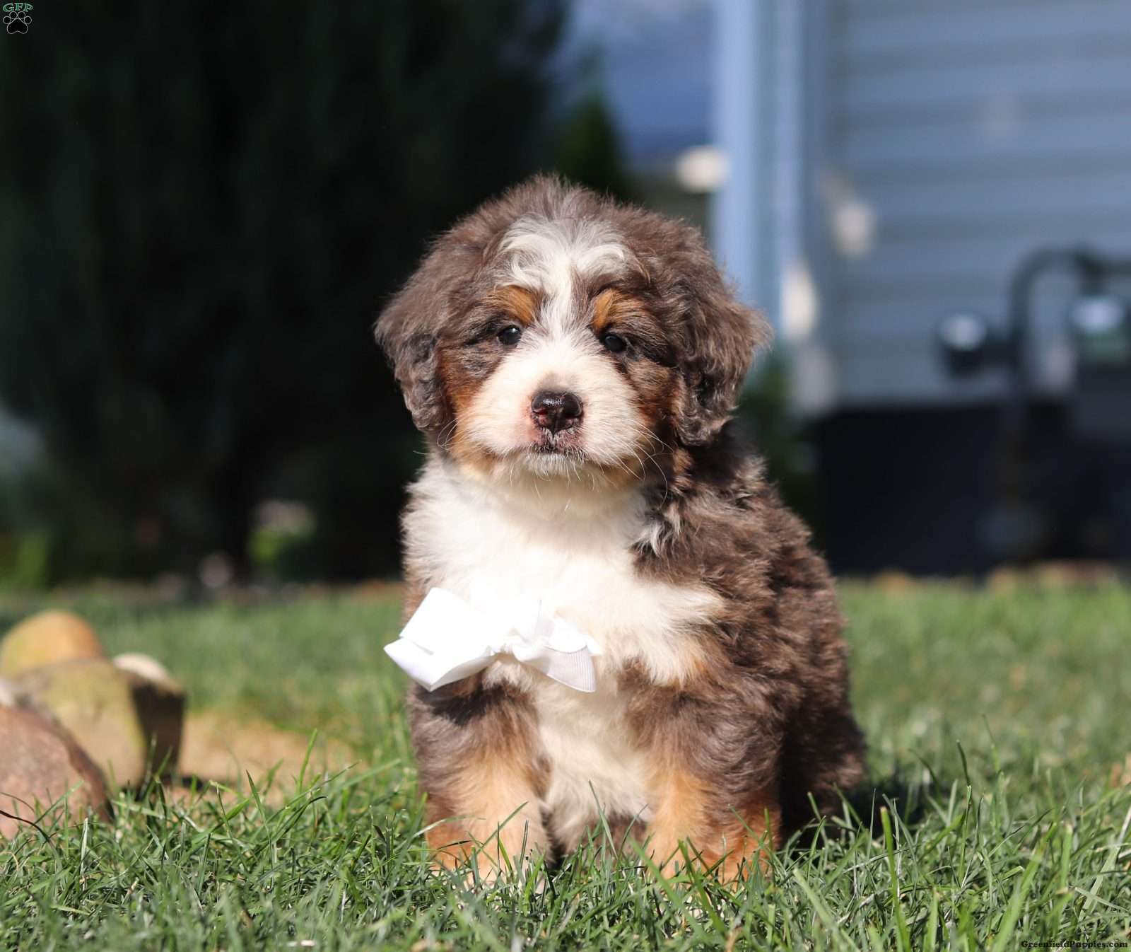 Flynn - Mini Bernedoodle Puppy For Sale in Ohio