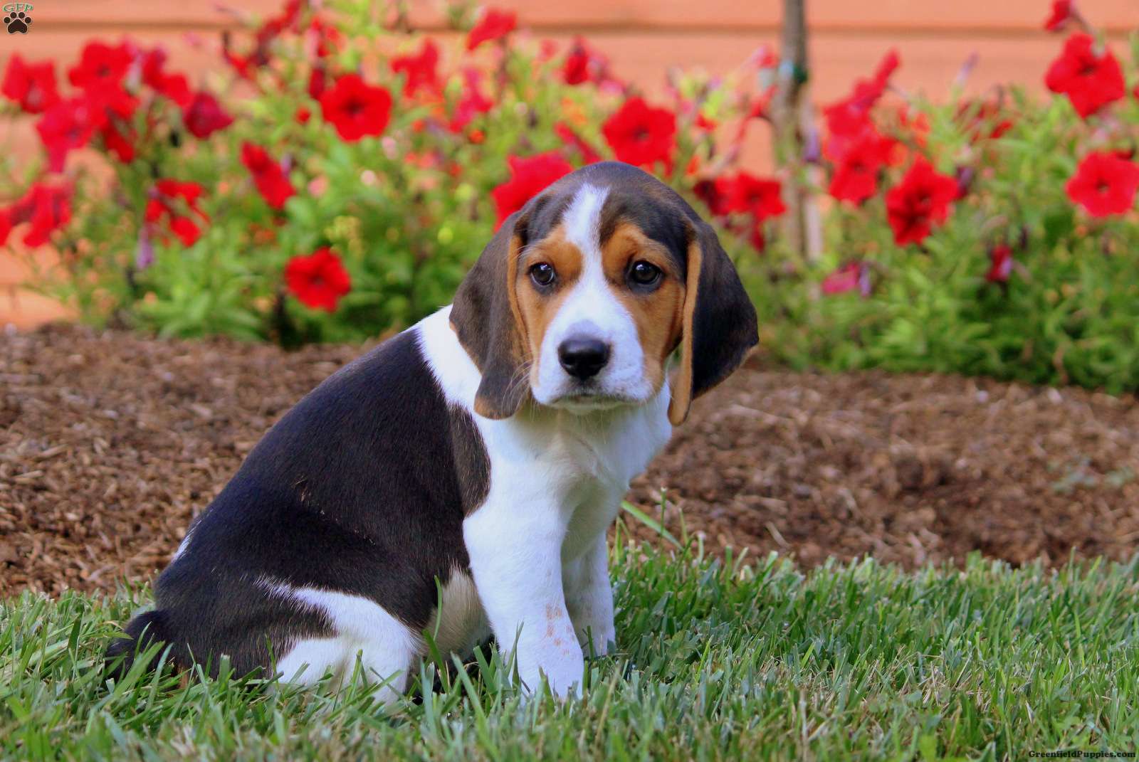 Ginger - Beagle Puppy For Sale in Pennsylvania