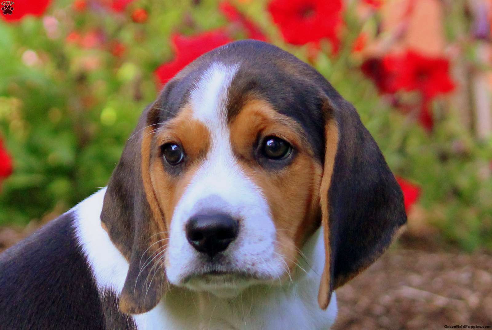 Ginger - Beagle Puppy For Sale in Pennsylvania