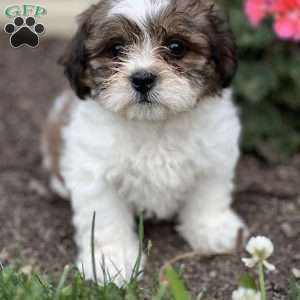 Shih-Poo Puppies For Sale - Greenfield Puppies