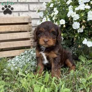 Poogle Puppies For Sale | Greenfield Puppies