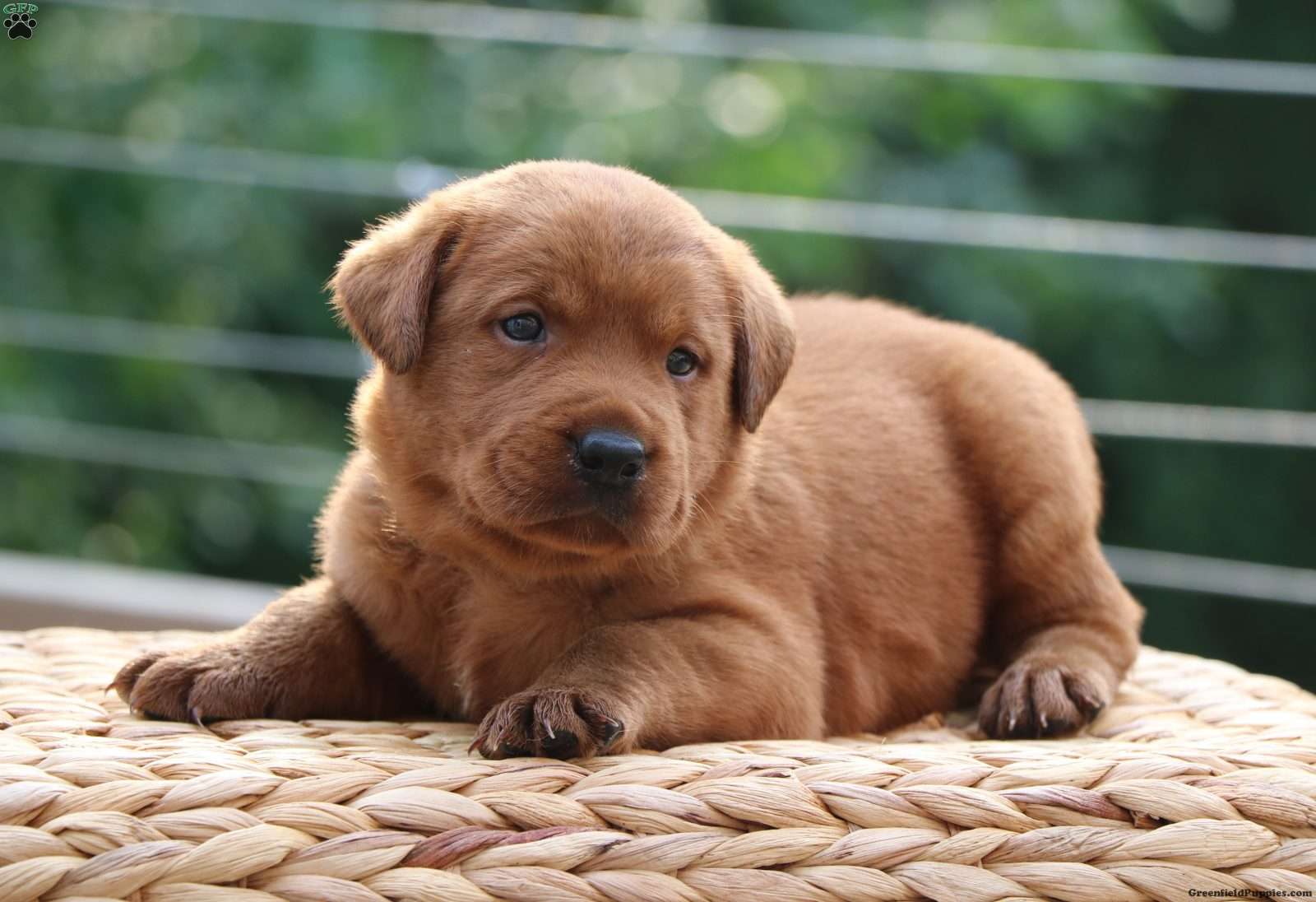 Felix - Fox Red Labrador Retriever Puppy For Sale in Pennsylvania